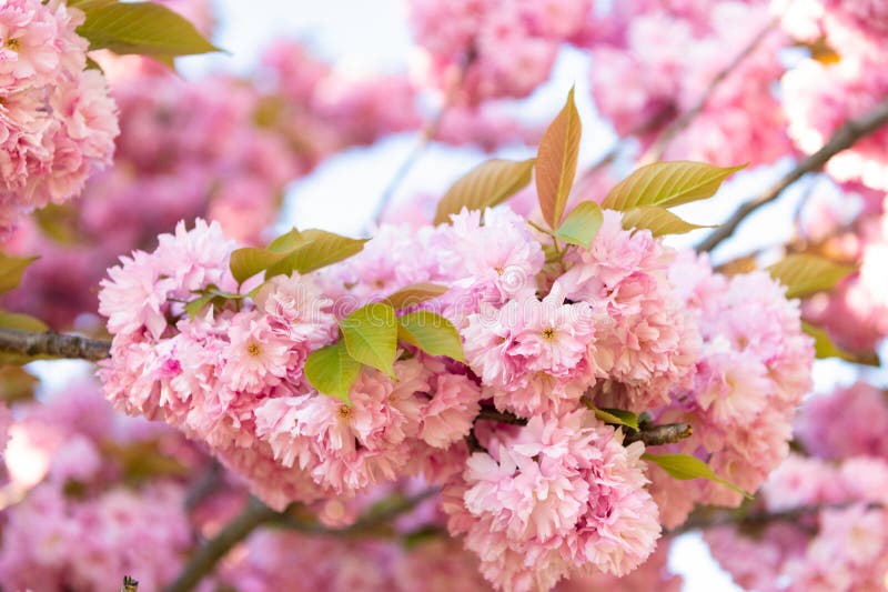 Pink Spring Sakura Flower. Sakura Flower on Branch. Photo of Sakura ...