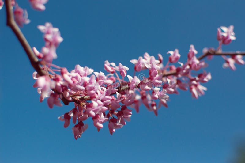 Pink spring tree stock image. Image of garden, caraway - 55323427