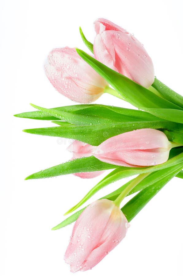 Pink Spring Tulips stock image. Image of beautiful, tulip - 65289899