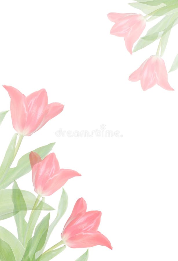 Tulip Border stock image. Image of flower, frame, wooden - 14048167