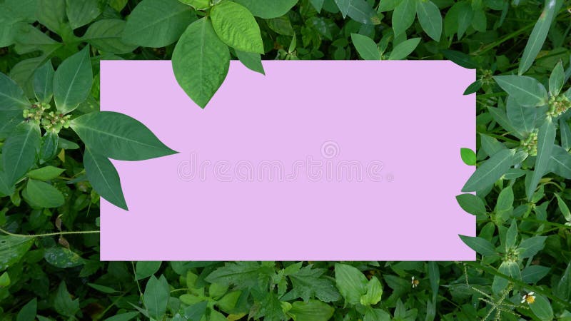 Pink Square Frame Surrounded by Natural Green Leaves and Flowers for ...