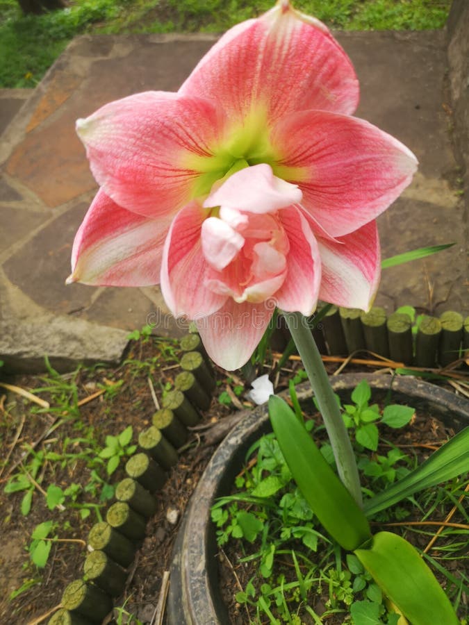 Pink Standing Straight Nature Plants Stock Image - Image of pink ...