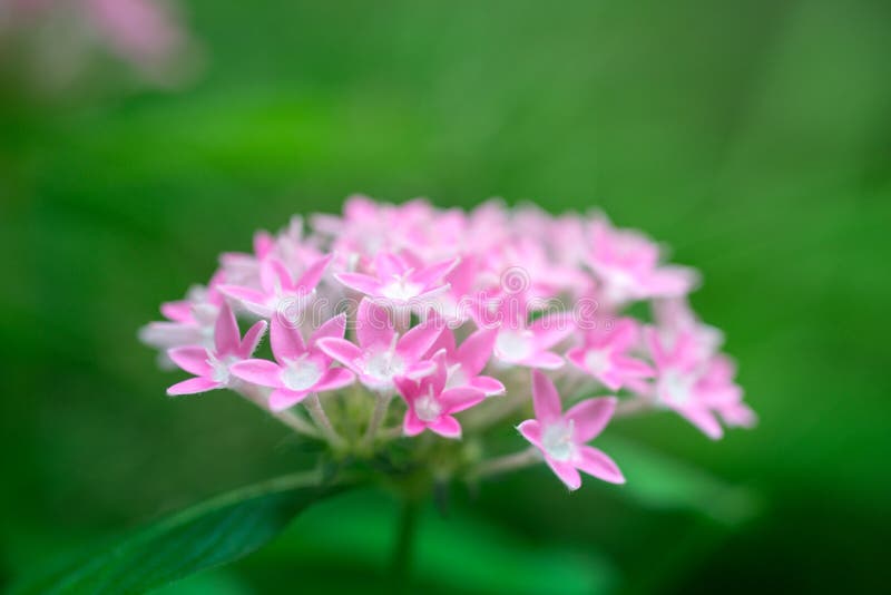 Pink Star Cluster Flowers stock image. Image of exotic - 62248441