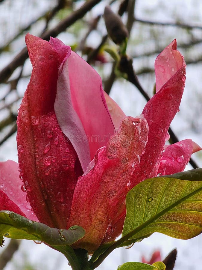 Pink Star Magnolia Flower Spring Nature Art Stock Photo - Image of ...