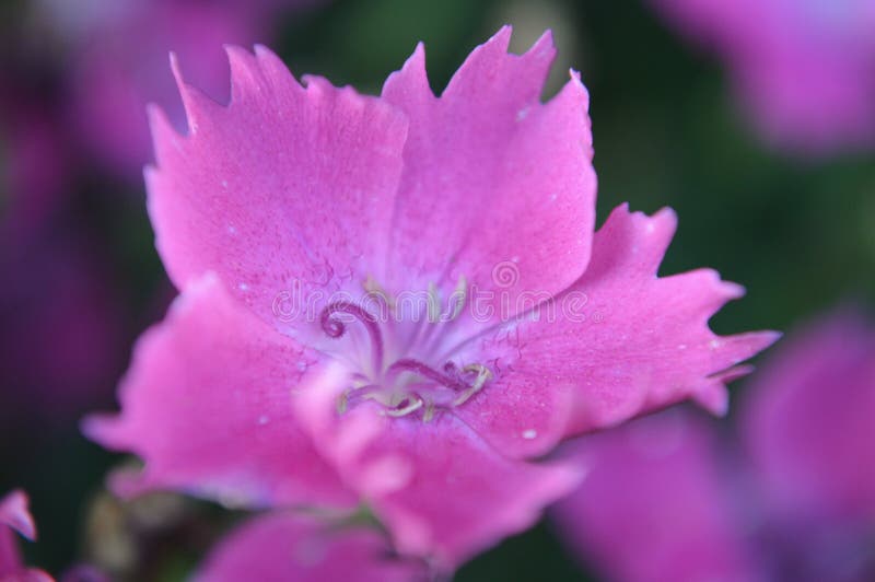 Pink Star stock image. Image of flowers, garden, plant - 42112299