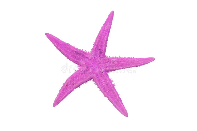 Pink Starfish and Shells on the Beach Stock Photo - Image of leisure ...