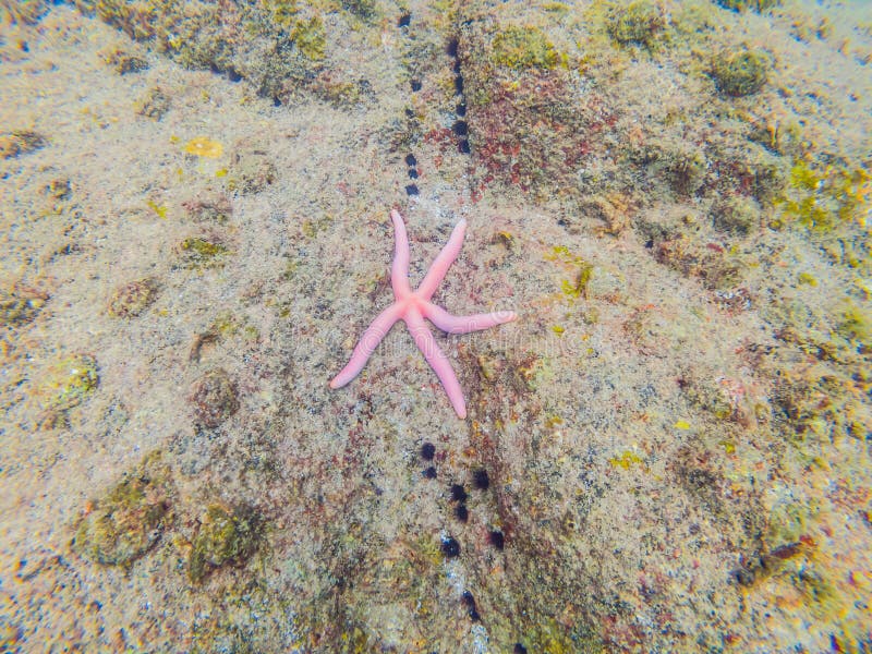 Pink Starfish at the Bottom of the Sea. Summer Concept Stock Image ...