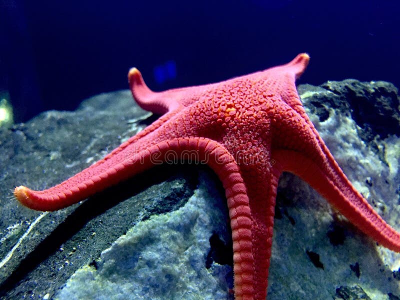 Pink starfish on a rock stock photo. Image of macro, creature - 84245460