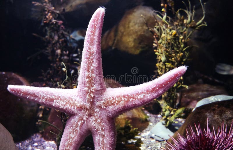 Pink Starfish stock image. Image of ocean, invertebrate - 53308903