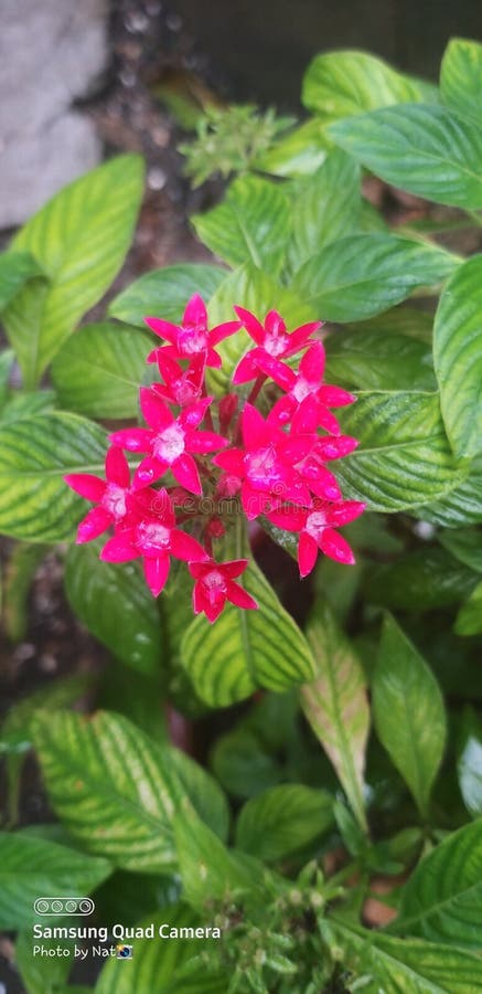 Pink starflower stock photo. Image of meadow, plant - 332561574