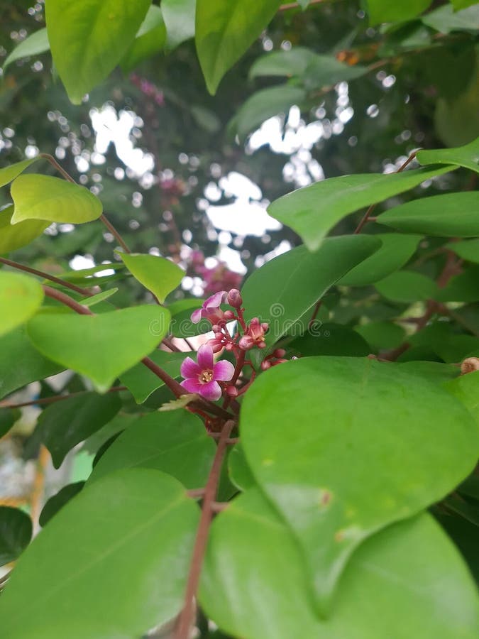 The Pink Flower of the Starfruit Tree that is Currently Blooming. Stock ...