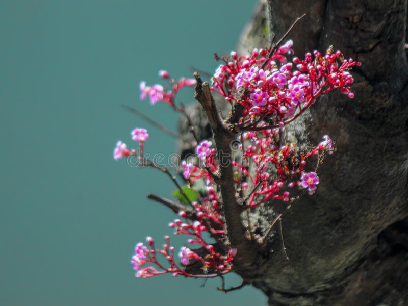 Pink Starfruit Flowers Bloom Stock Image - Image of garden, arrangement ...