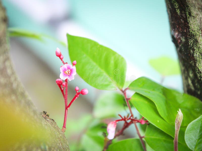 Pink Starfruit Flowers Blooming Stock Photo - Image of flowers, produce ...
