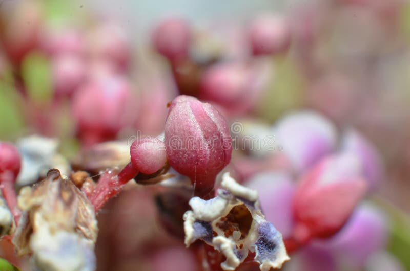 Pink Starfruit Flowers and Leaf Buds Stock Image - Image of petal ...