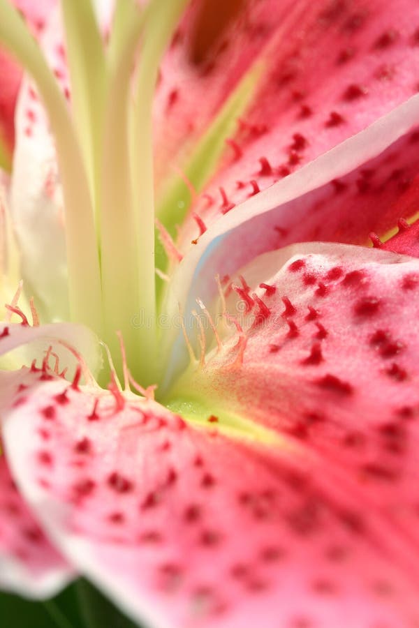 Pink Stargazer Lily macro stock image. Image of blossom - 2522109
