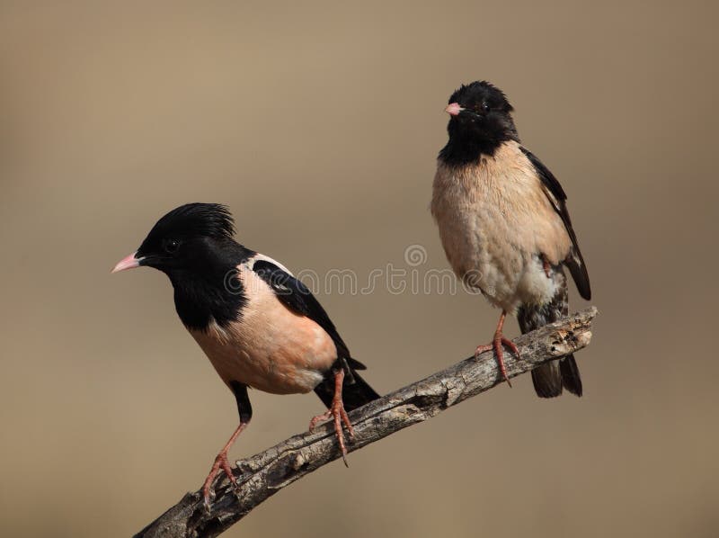 Pink starlings stock photo. Image of nature, starlings - 84490156
