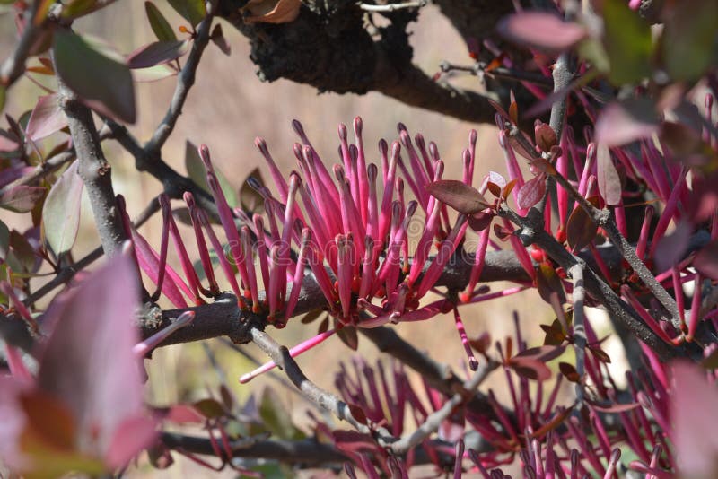 Pink Stick Blossoms Flowering Stock Image - Image of pink, flowers ...