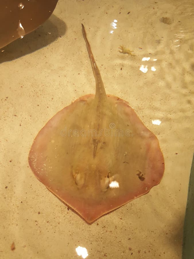 Pink Stingray Approaching the Camera Stock Photo - Image of marine ...