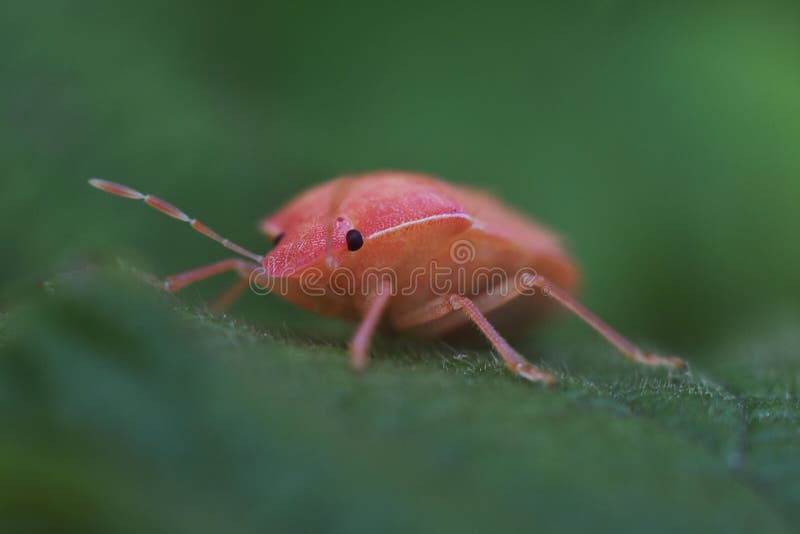 Pink Stink Bug or Shield Bug Sitting on a Leaf. Close Up Stock Photo ...