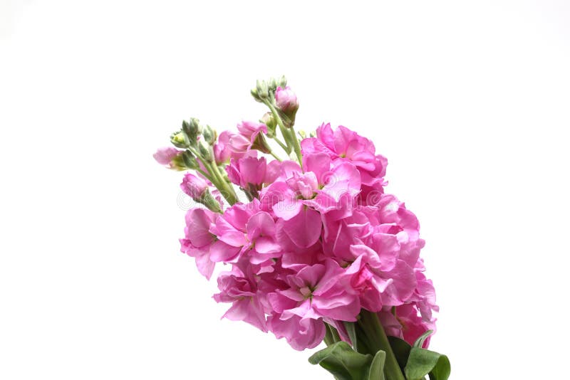 Pink Stock Flower Isolated on White Background. Stock Photo - Image of ...