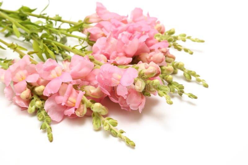 Pink Stock Flower Isolated on White Background. Stock Photo - Image of ...