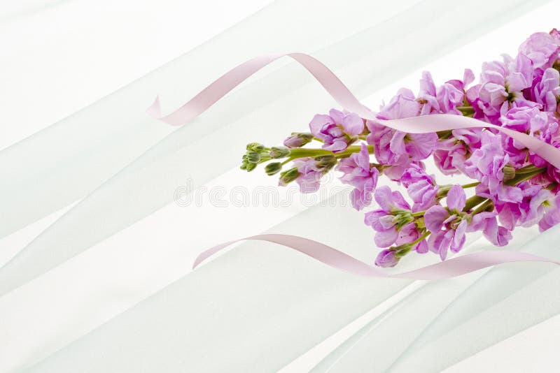 Pink Stock Flower and Ribbon Stock Image - Image of floral, bloom: 26096625