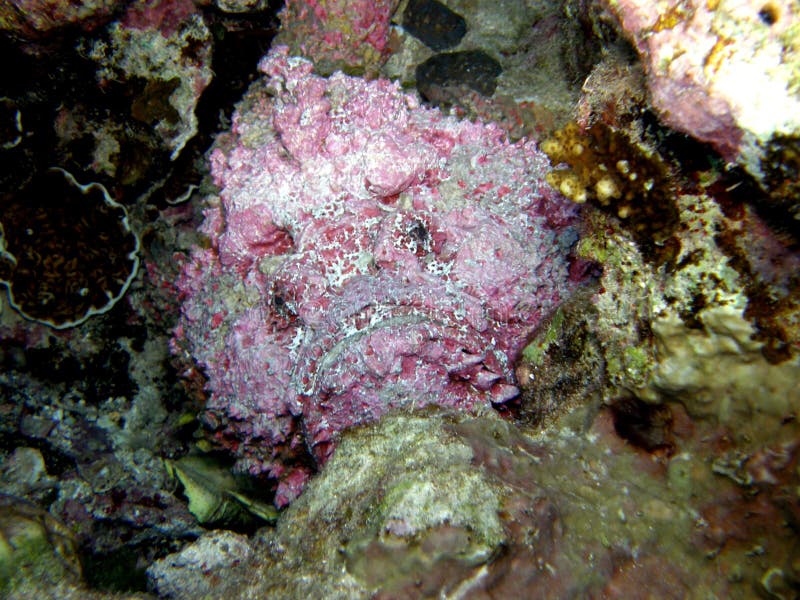 Pink Stonefish Red Sea stock image. Image of stonefish - 7836957