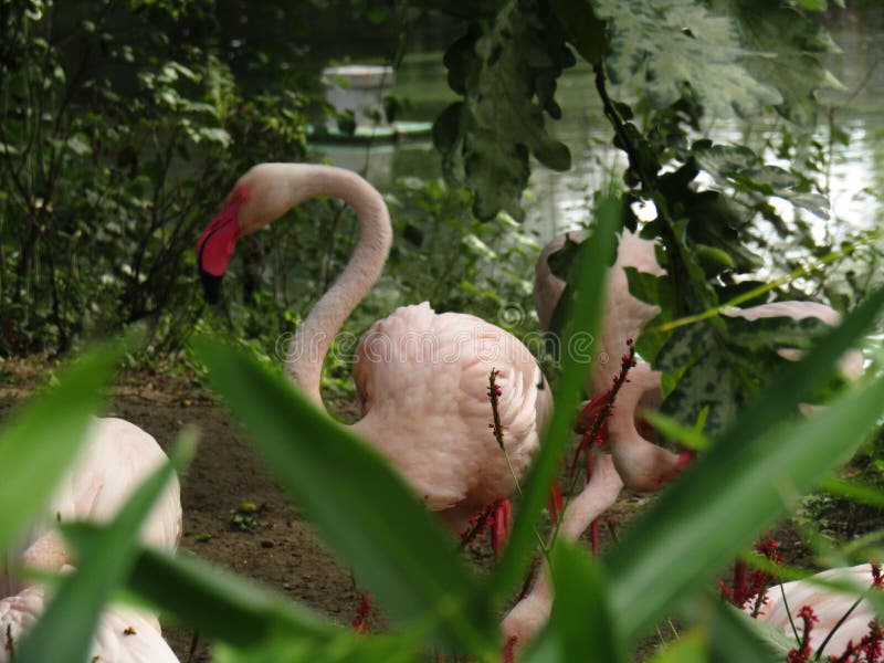 A pink stork in the zoo stock photo. Image of stork - 290554734