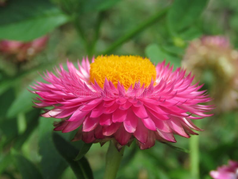The Pink Strawflower stock image. Image of garden, green - 120739095