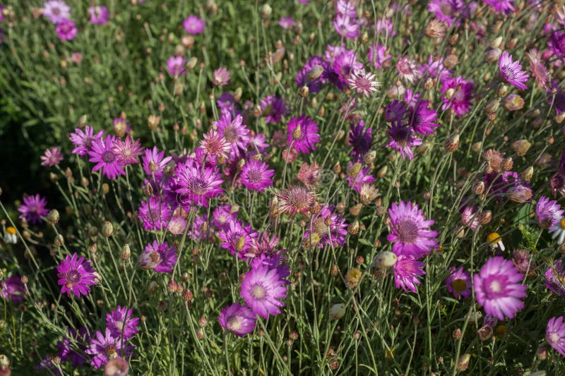 Pink Strawflower, Hylichrysam Stock Image - Image of pattern, bloom ...
