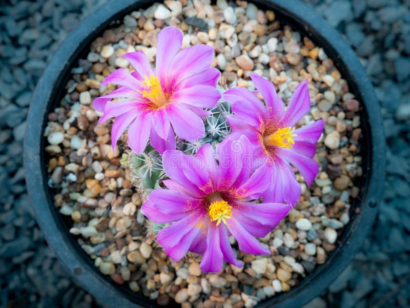 Pink Striped White Cactus Flowers Blooming Stock Image - Image of ...