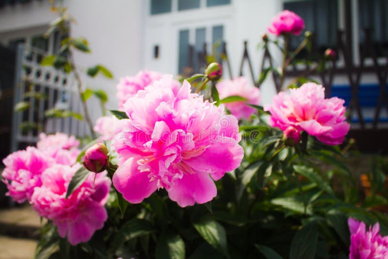 Pink Stunning Beautiful Gardens in Germany Stock Photo - Image of ...