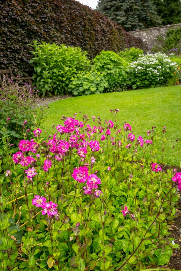 Pink, Subtle Flowers in the Garden Close Up Stock Photo - Image of ...