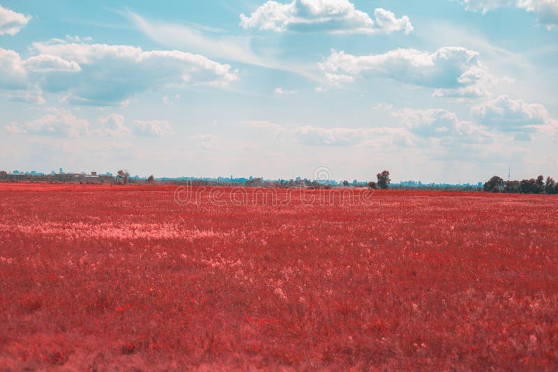 Pink Summer Field Landscape in Bright Weather Stock Photo - Image of ...