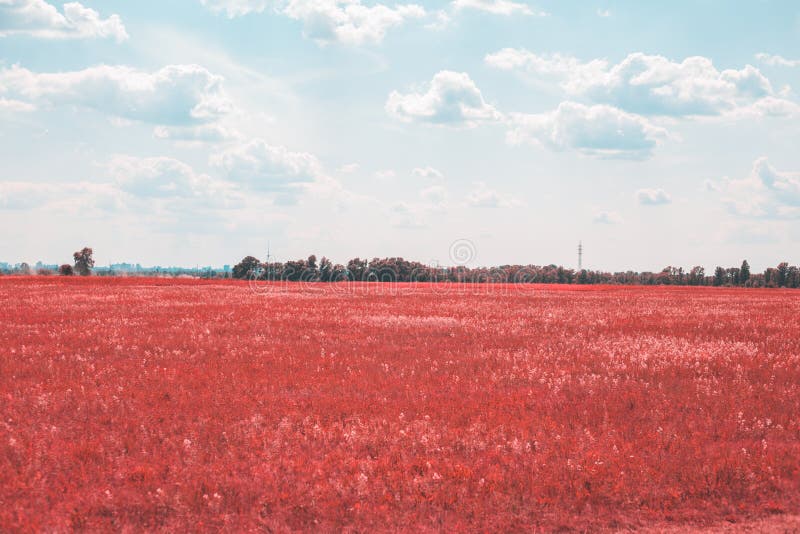 Pink Summer Field Landscape in Bright Weather Stock Image - Image of ...