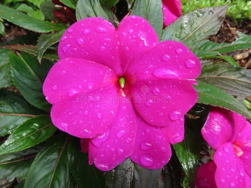 Pink Summer Flower in the Garden Stock Image - Image of flower ...