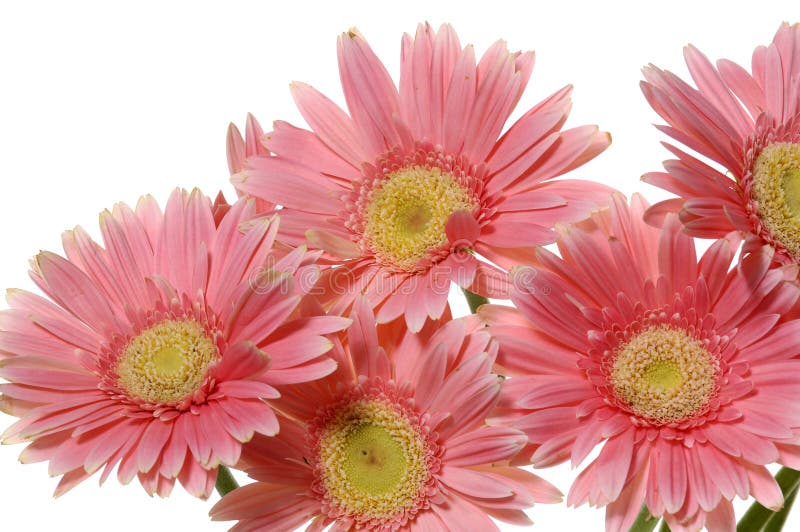 Pink Sunflower Stock Photography - Image: 7332852