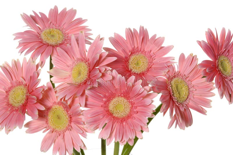 Pink sunflower stock photo. Image of florist, blooming - 7332958