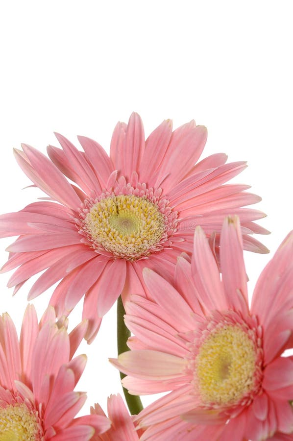 Pink sunflower stock image. Image of floral, blooms, closeup - 7332983