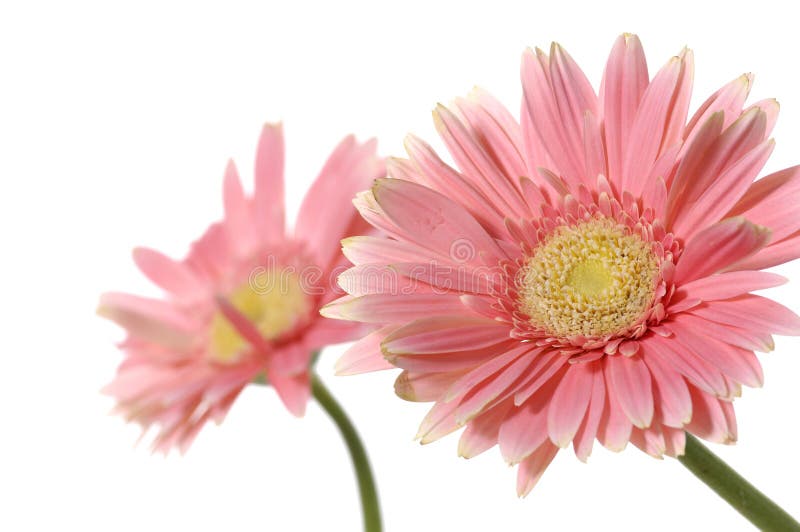 Pink sunflower stock photo. Image of design, bright, beauty - 7333064