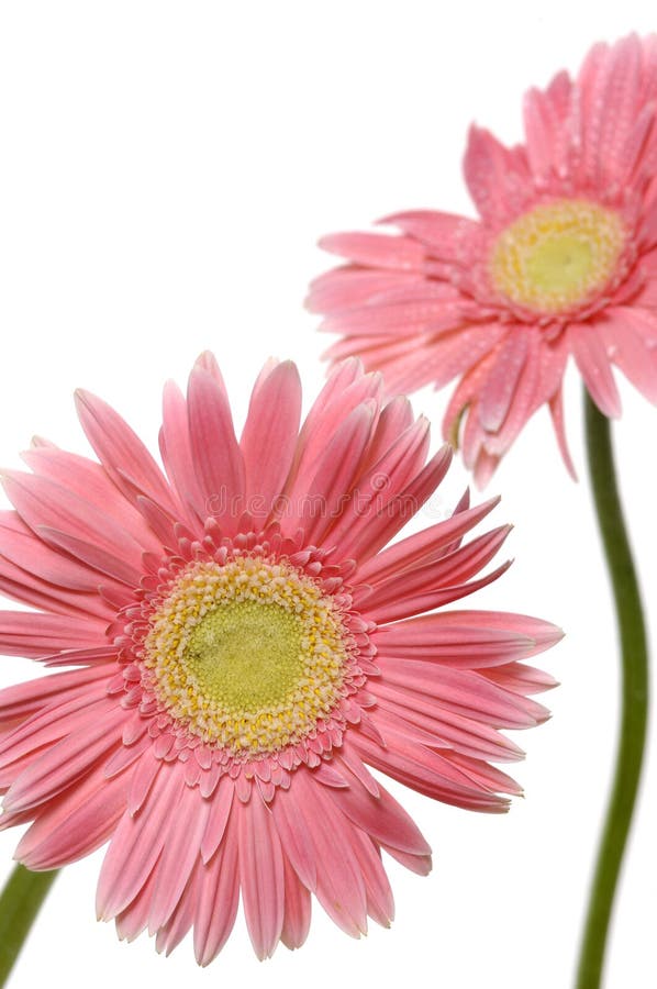 Pink sunflower stock image. Image of bright, fresh, isolated - 7333141