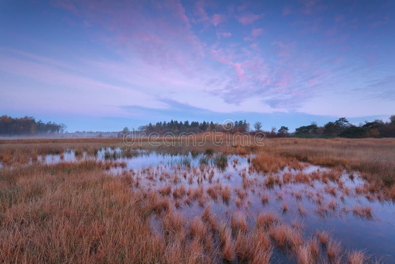 Pink Sunrise Over Swamps in Summer Stock Photo - Image of scenic ...
