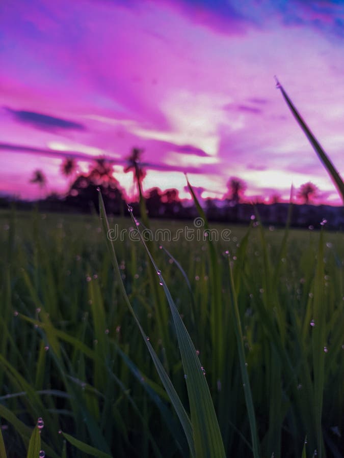 Pink Sunrise at the Rice Fields Stock Photo - Image of plant, grass ...
