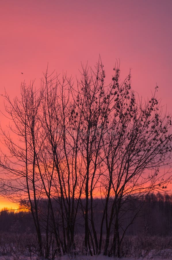 Pink sunrise stock image. Image of back, sunriserise - 65383873