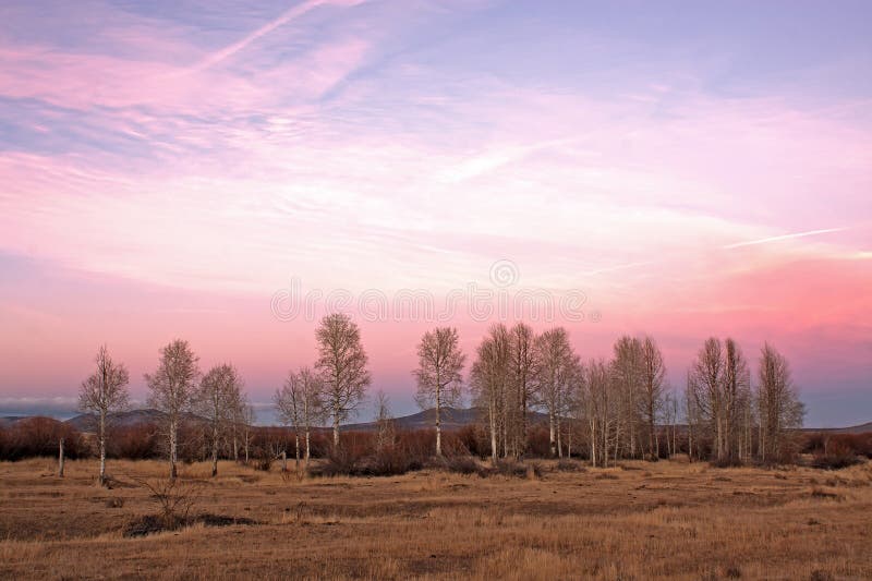 Pink Sunset Aspen Trees stock image. Image of horizontal - 22937301