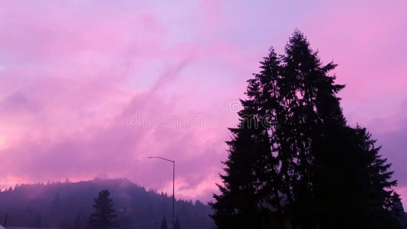 Pink Sunset Behind Beautiful Oregon Trees Stock Image - Image of ...