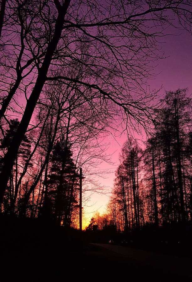 Pink Sunset and Black Trees Stock Photo - Image of dusk, forest: 212338612