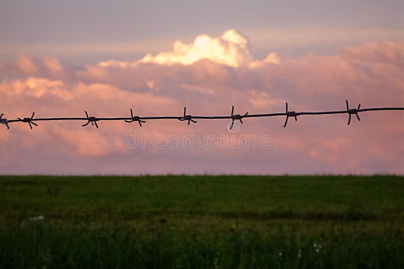 Pink Sunset Clouds and Grass Behind Barbed Wire on a Summer Evening ...