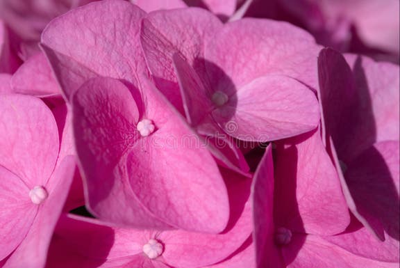 Pink Sunset Hyrangea stock image. Image of bloom, hyrangea - 113746009