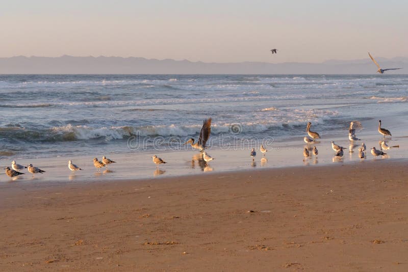 Pink Sunset Over the Ocean, and Birds on the Beach. Clear Sky on ...